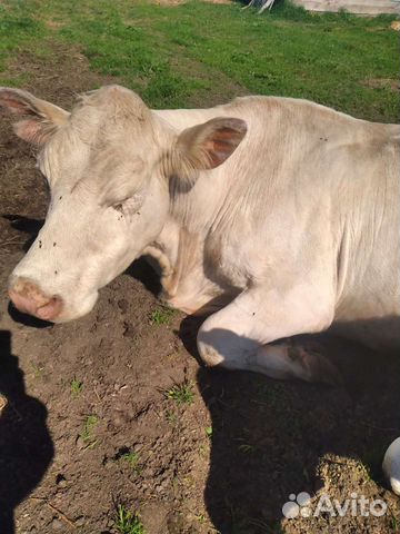 Коровы, тёлка