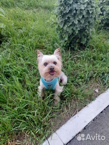 Вязка йорский терьер