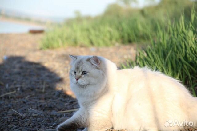 Британский кот