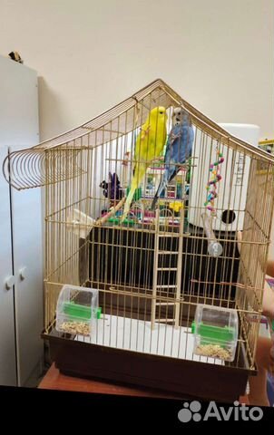 Волнистый попугай