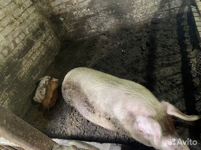 Поросята ландрас/дюрок