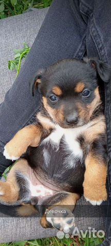 Верный друг (дворняжки)