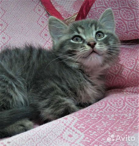 Котенок