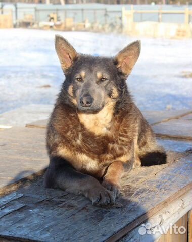 Ищет дом замечательный пёс Стенли