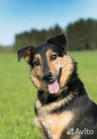 Собака - улыбака Финик ищет дом