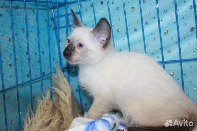 Тайчонок Бельчонок порода Тайская д.р. 25ииля