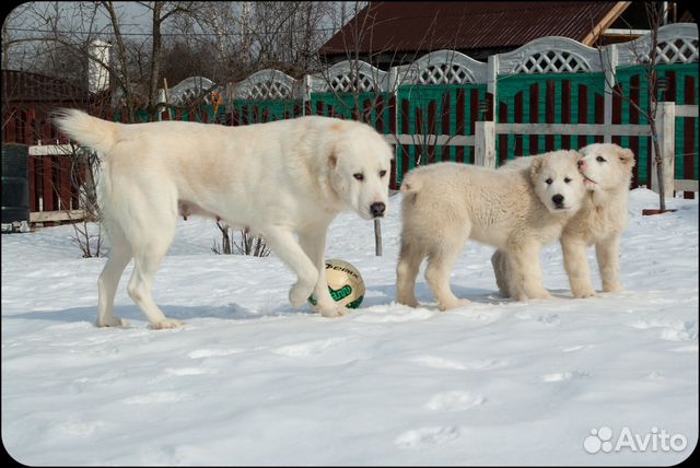 Самые лучшие