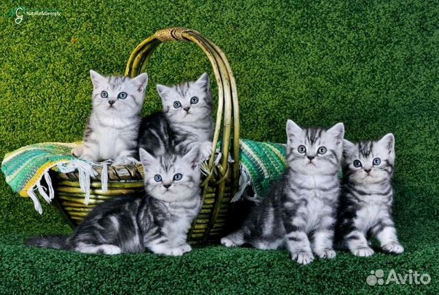 Британские котята