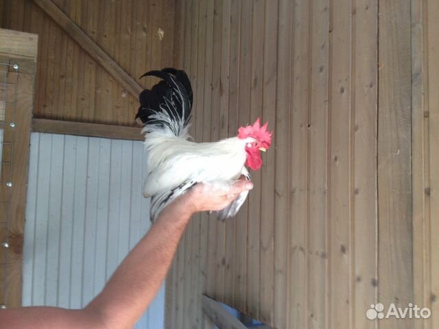 Декоративные куры шабо и яванский бантам
