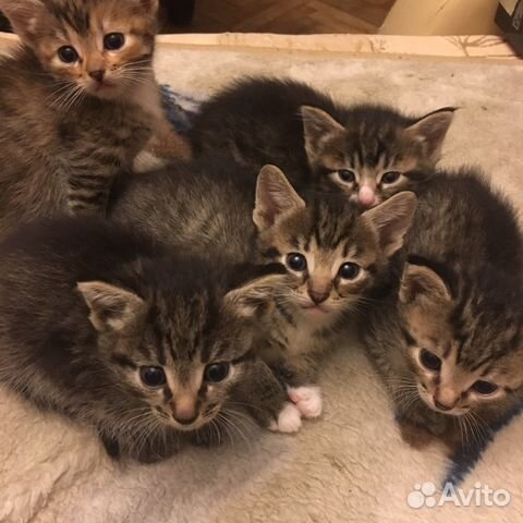 Домашние котята