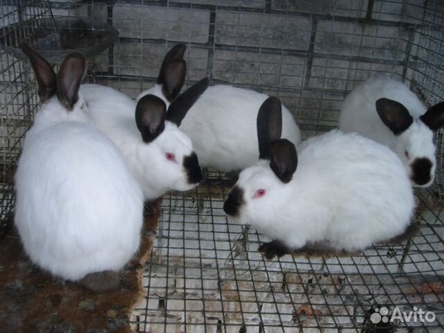 Кролики колифорния и сов шиншил
