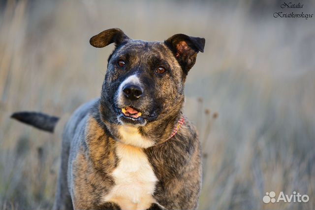 Море позитива и тепла в добрые руки