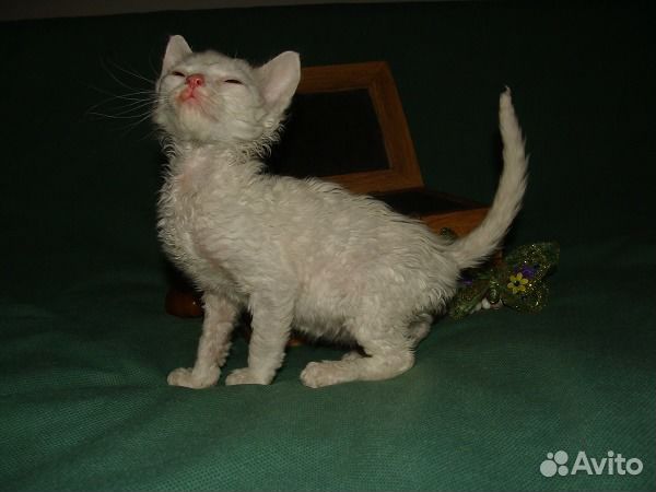 Белое кудрявое облако