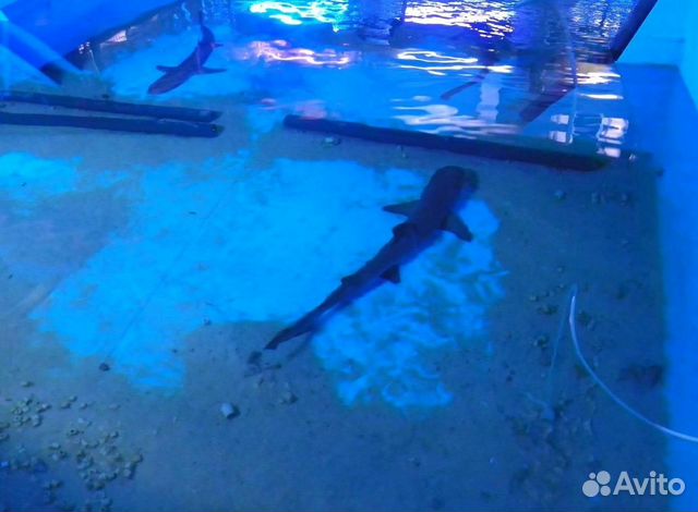 Акулы черноперые рифовые