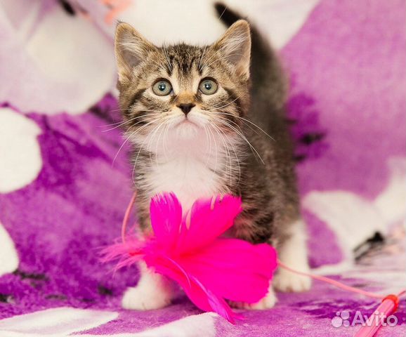 Котята Няшная Прелесть в дар в добрые руки