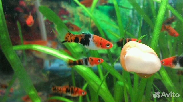 Меченосцы Кои Ситцевые(Tricolor)