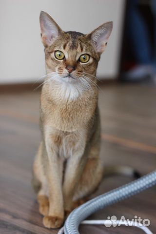 Ищу жену (вязка)