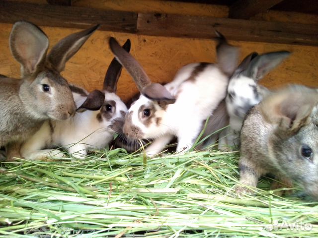 Кролики мясной породы Ризан (Гиганты )