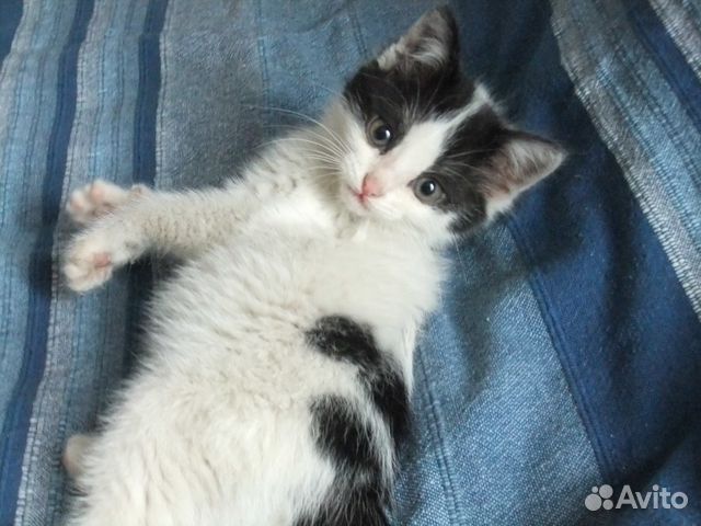 Котёнок девочка