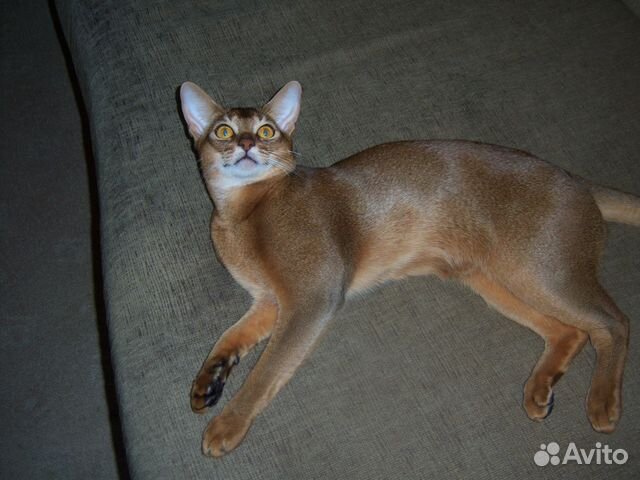 Кот Макс (вязка)