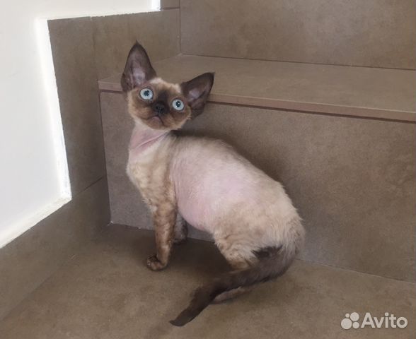 Девон рекс Кошечка Феличита