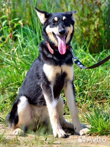 Малышка Николь ищет дом