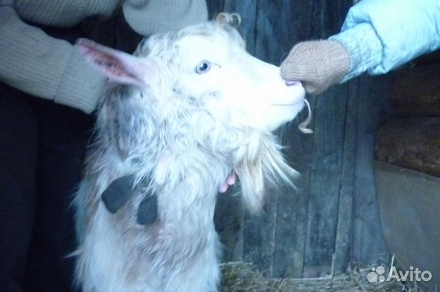 Козёл покрытие.продажа