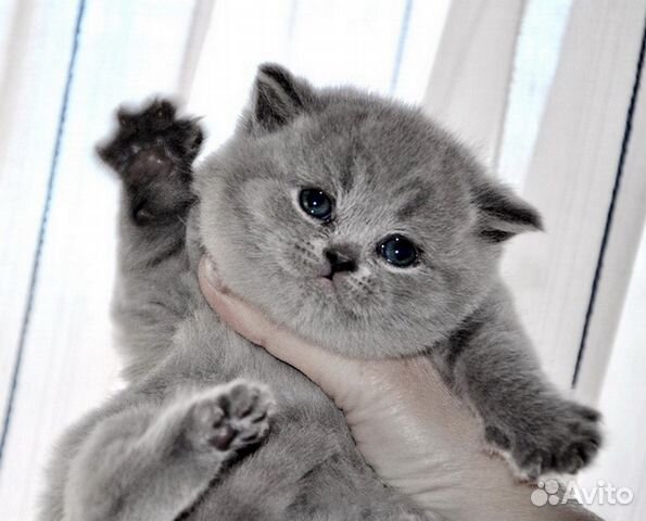 Бритаеский котик