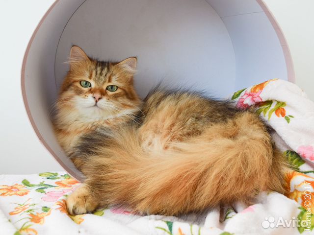 Золотой красавчик сибирский мальчик