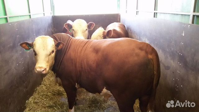 Продам/доставлю коров и нетелей разных пород. Айш