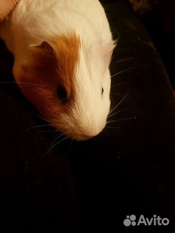 Ищем самочку морской свинки для дружбы