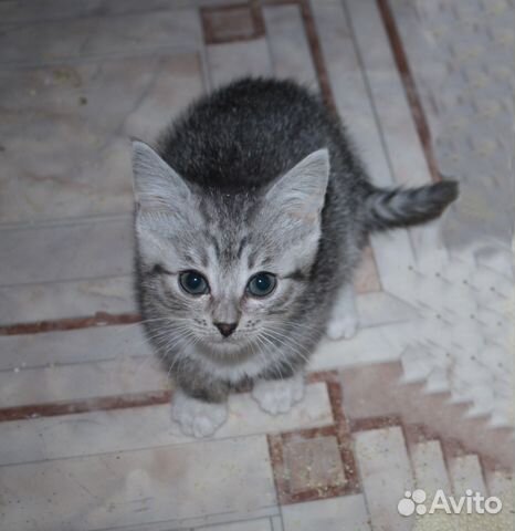 Мальчуган сенежный