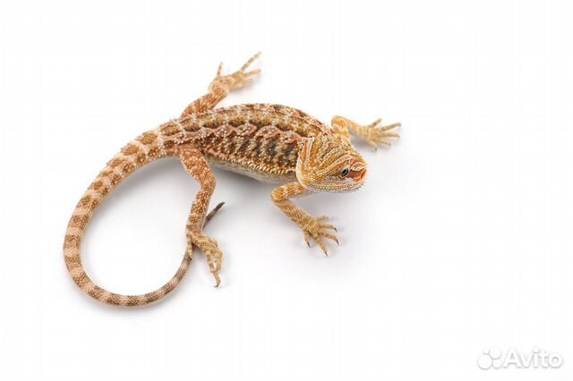 Бородатая агама