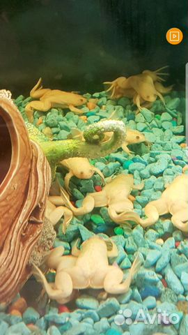 Лягушка шпорцевая аквариумная