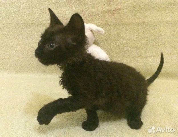 Спасение для аллергиков Кудряшка Чёрный Ворон)