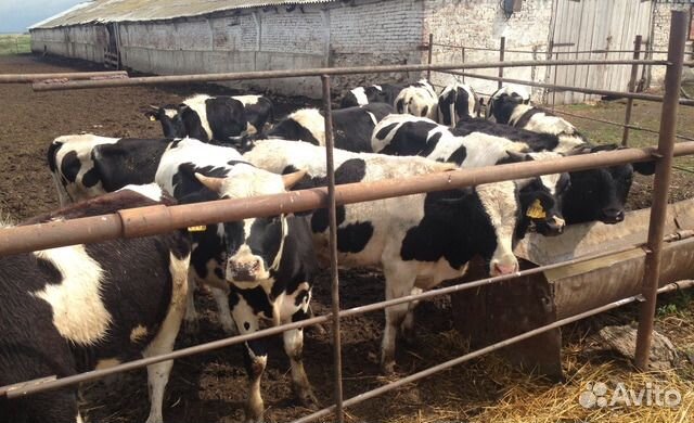 В продаже бычки и телочки от 1месяца, до 5ти