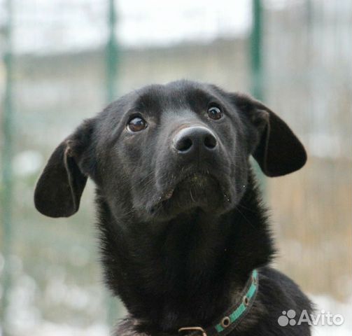 Сестрички-уголечки, овчаристые метисы в дар