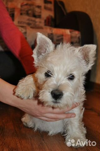 Шикарные Вестики от Чемпионов