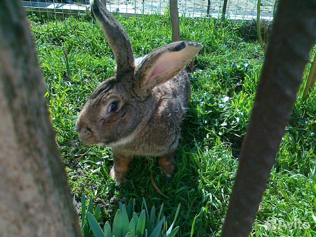 Кроль производитель