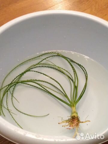 Продаю Кринум волнистый