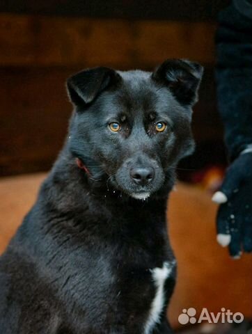 Отдам даром роскошную Лауру в добрые руки