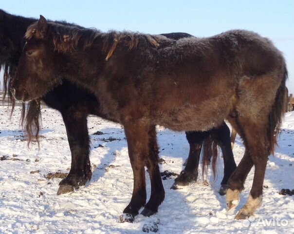 Вороной тяж