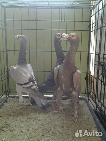 Голуби породы карьеры