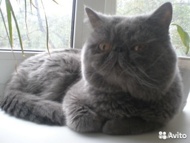 Кот-экзот голубого окраса на вязку