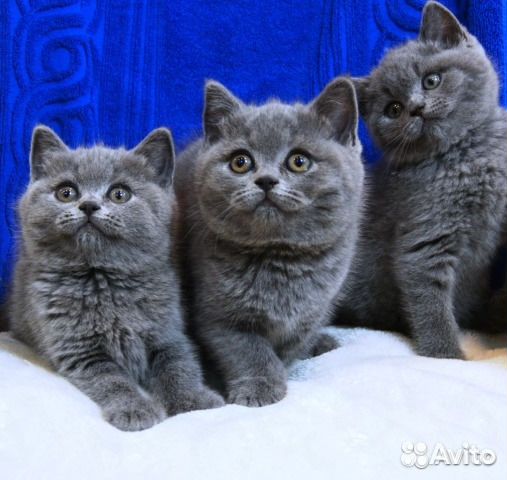 Плюшевые девочки