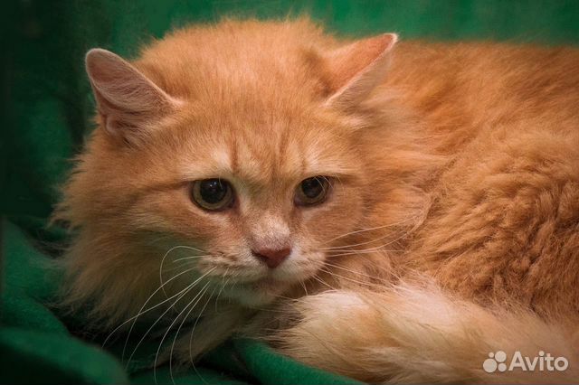 Рыжая кошка в добрые руки