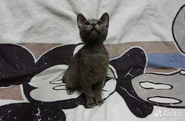 Котенок девочка шикарного дымчатого окраса