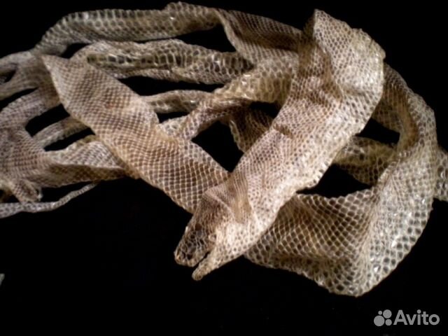 Выползки маисового полоза