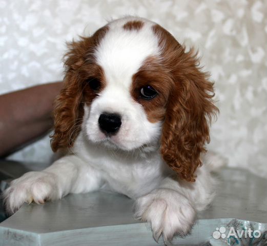 Кавалер Кинг Чарльз Спаниель