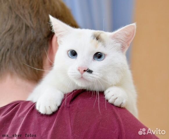 Мэрилин Монро. Красивейшая кошка в дар